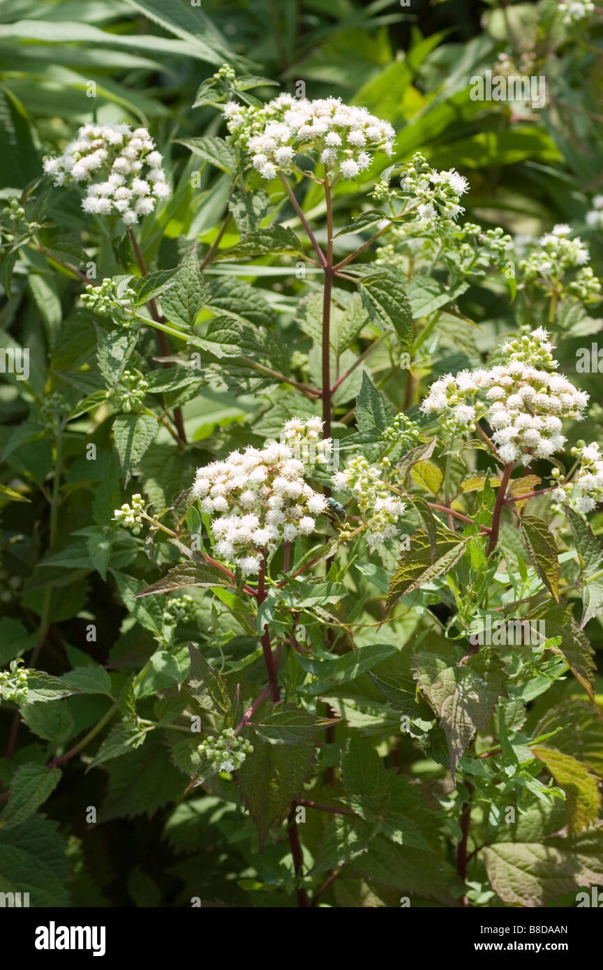 White flowers of lesser snakeroot, Eupatorium aromaticum, Ageratina ...