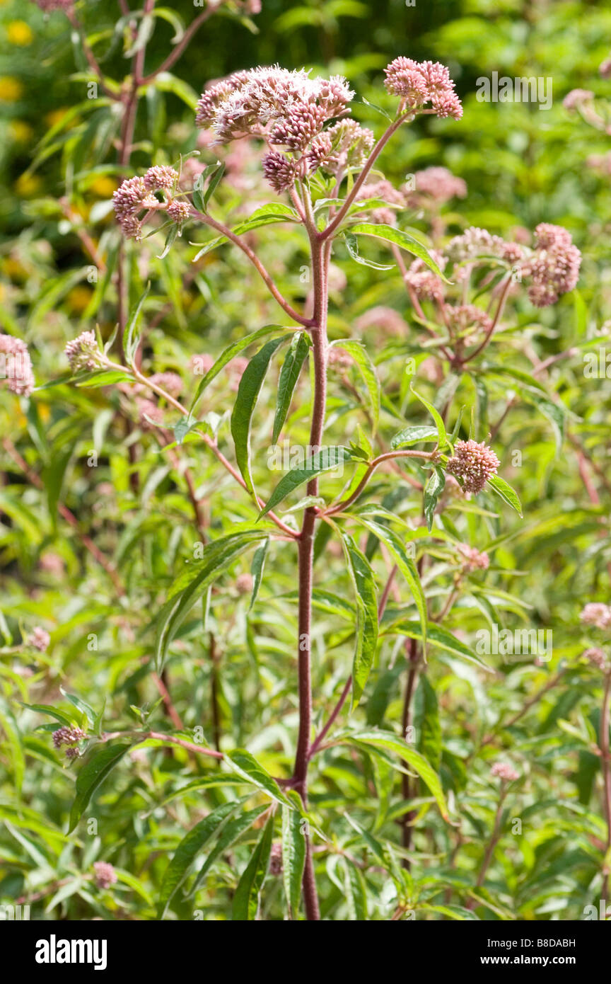 Hemp agrimony holy rope hi-res stock photography and images - Alamy