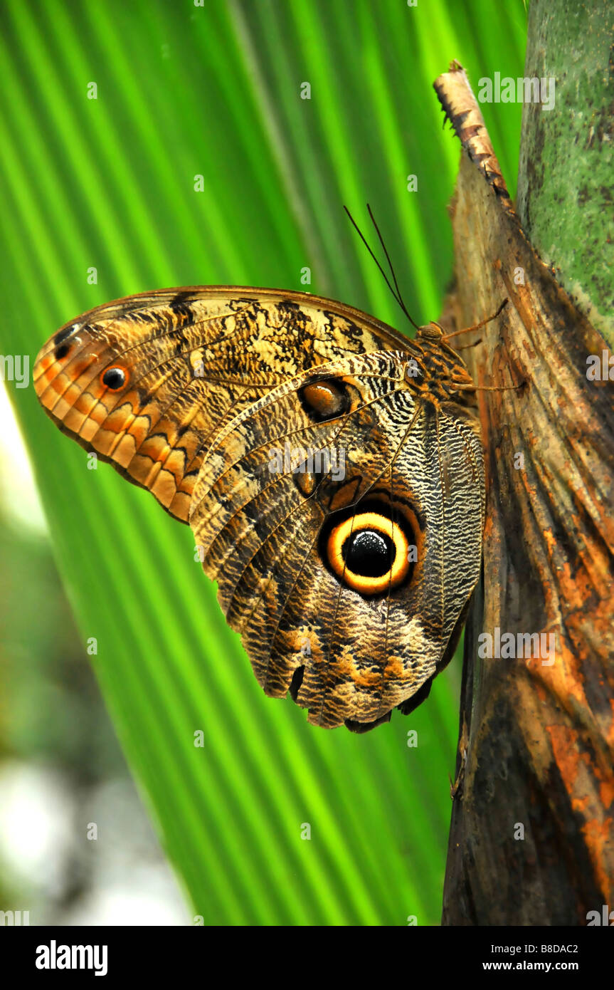 The owl butterfly Stock Photo - Alamy