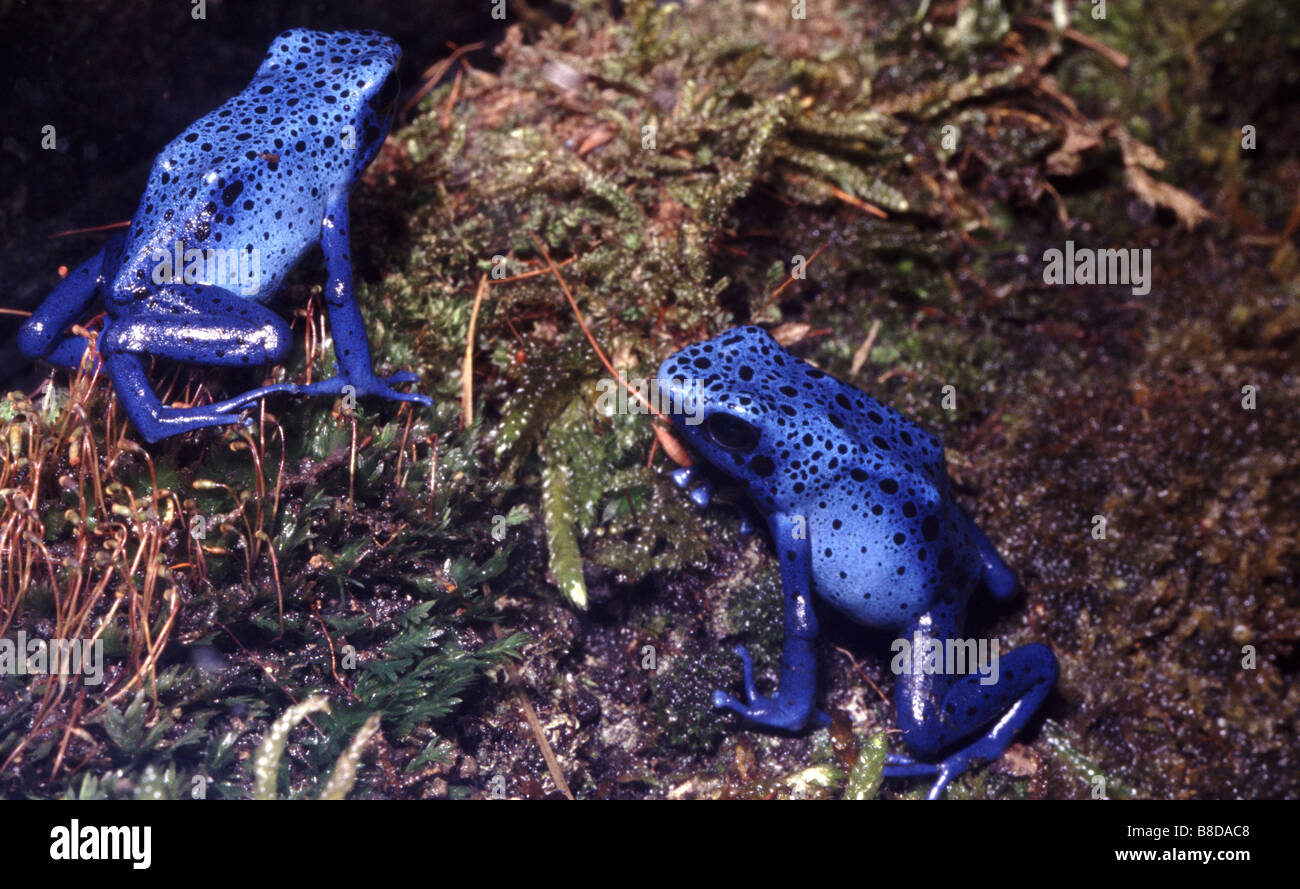 Dendrobates azureus, Poison arrow frog Stock Photo - Alamy