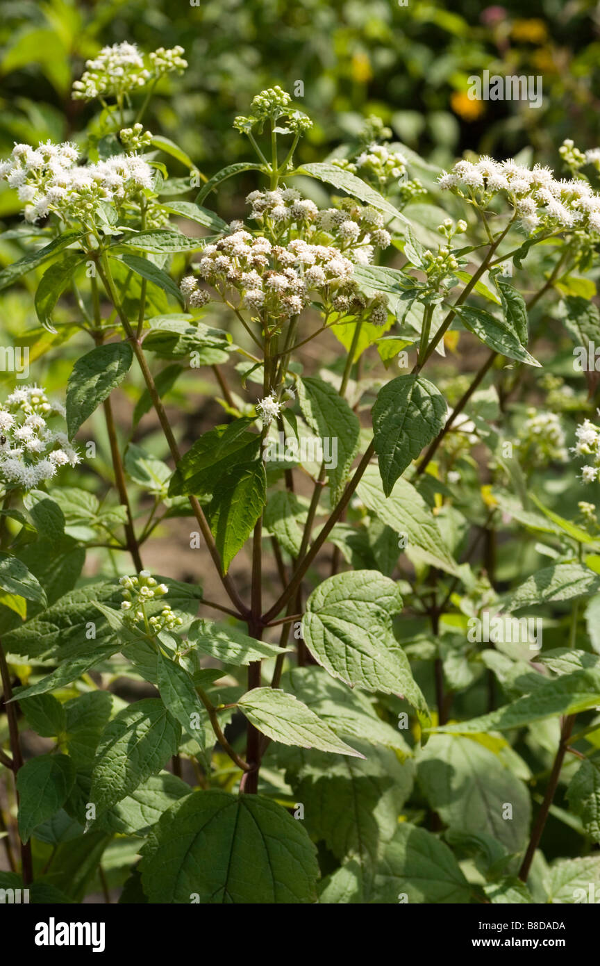 White flowers of lesser snakeroot, Eupatorium aromaticum, Ageratina ...