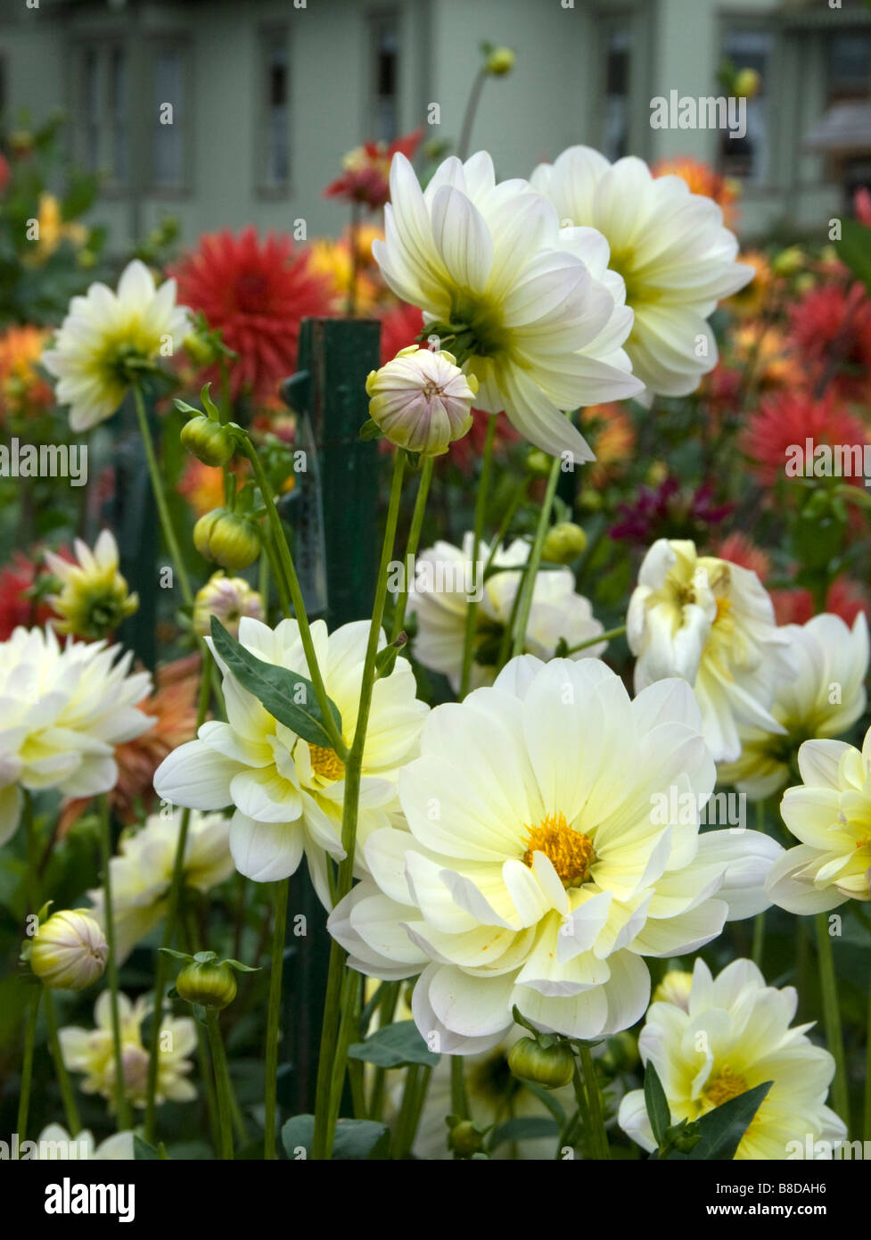 Various dahlias hi-res stock photography and images - Alamy