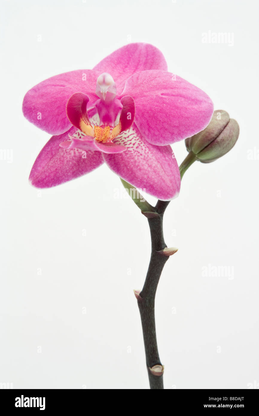 Orchid phalaenopsis moth orchid against hi-res stock photography and ...