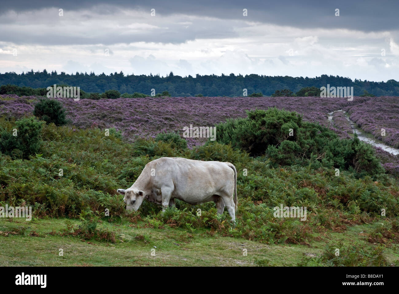 New cow hi-res stock photography and images - Alamy