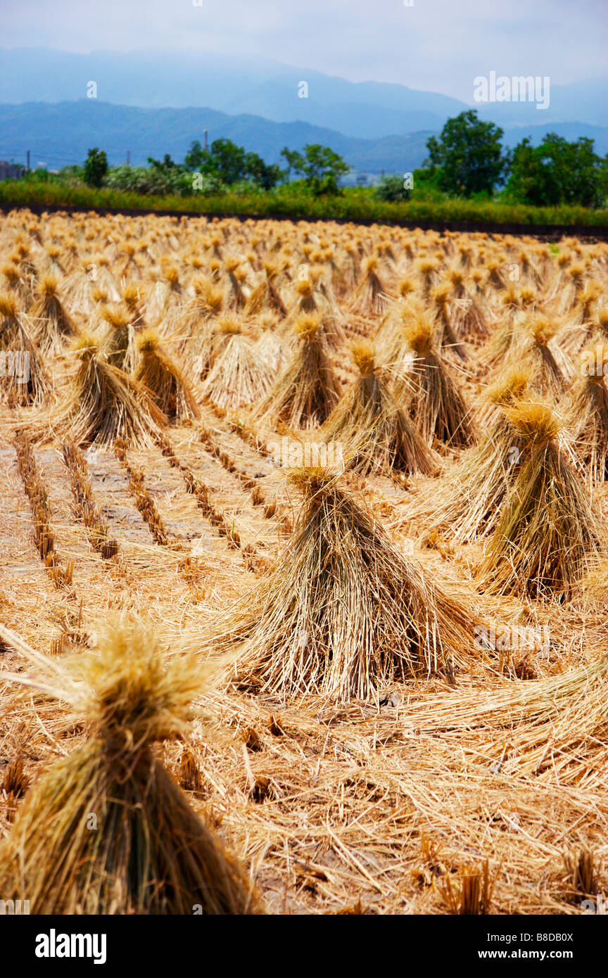 Rice crop drying in field Stock Photo - Alamy