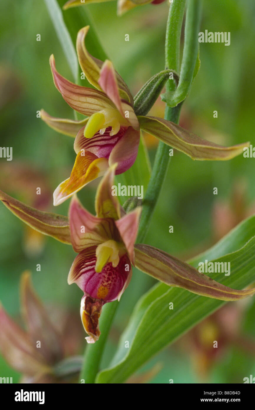 Epipactis gigantea (Giant helleborine Stock Photo - Alamy