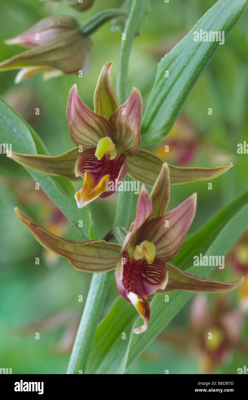 Epipactis gigantea (Giant helleborine Stock Photo - Alamy