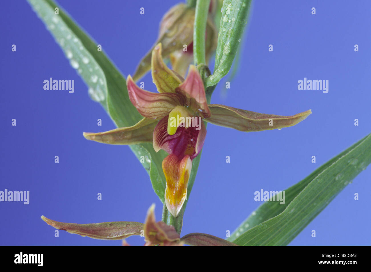 Epipactis gigantea (Giant helleborine Stock Photo - Alamy