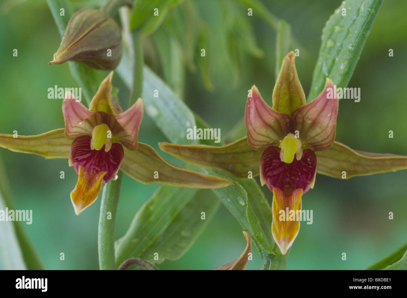 Epipactis gigantea (Giant helleborine Stock Photo - Alamy