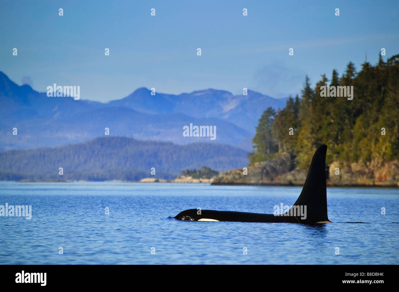 Northern resident Killer whale (Orca, orcinus orca) in front of British ...