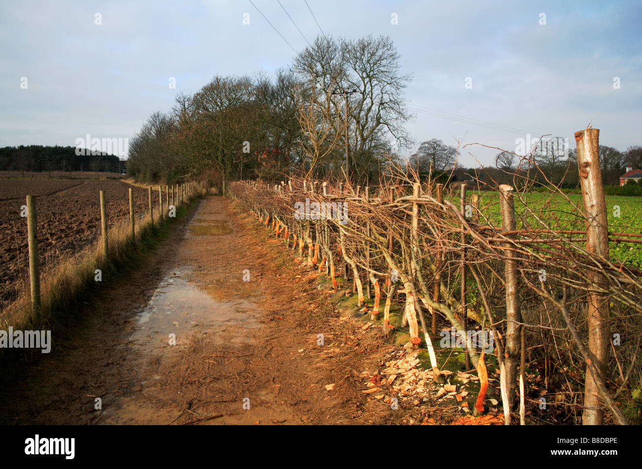 An example of hedge laying by a footpath in rural Norfolk, UK Stock ...