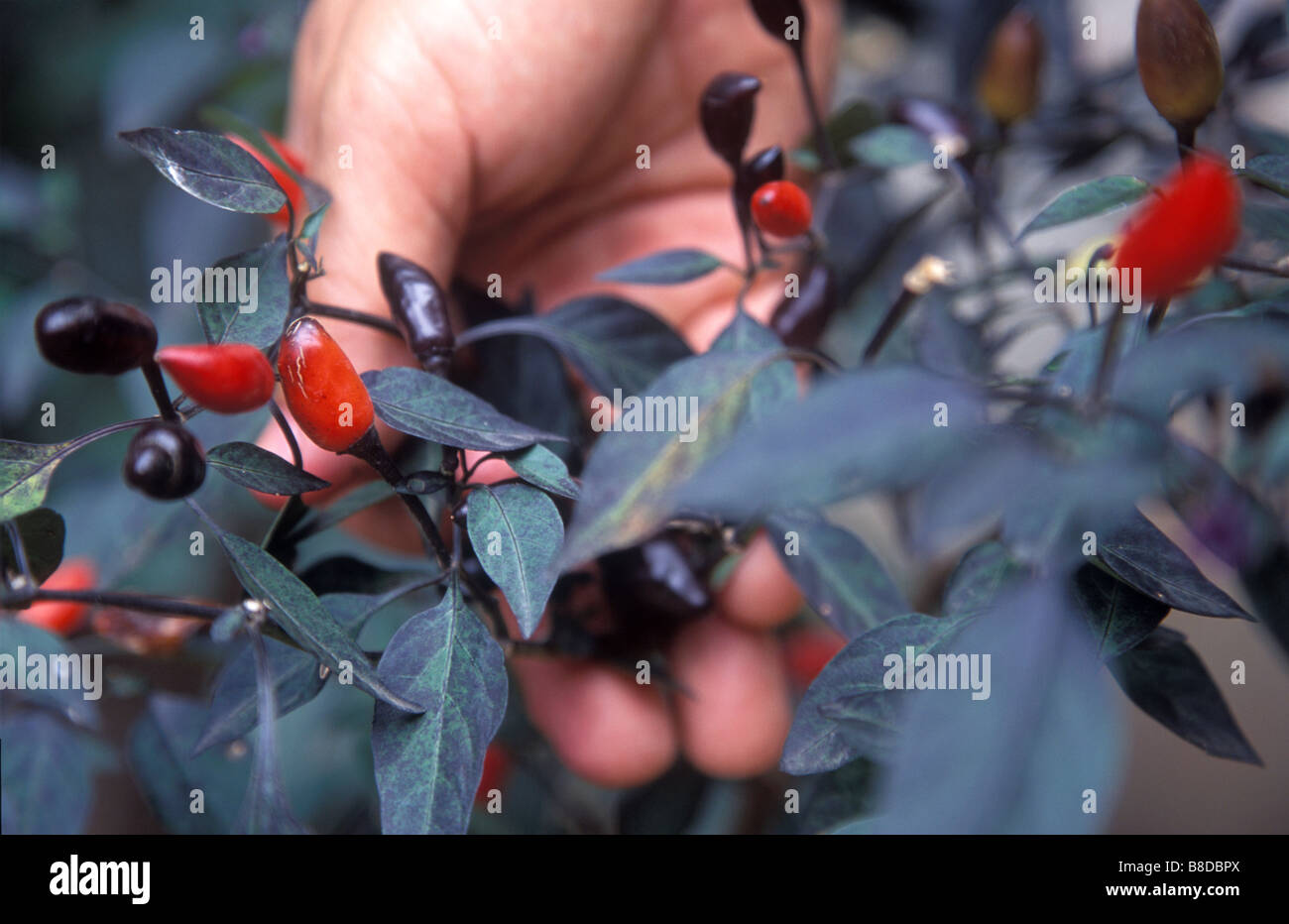 The hottest chilli in thailand hi-res stock photography and images - Alamy