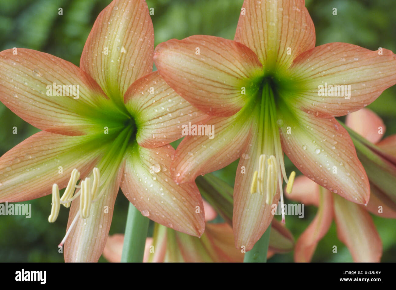 Hippeastrum 'Venusto' (Amaryllis) Sonatini hybrid Hardy outdoor ...