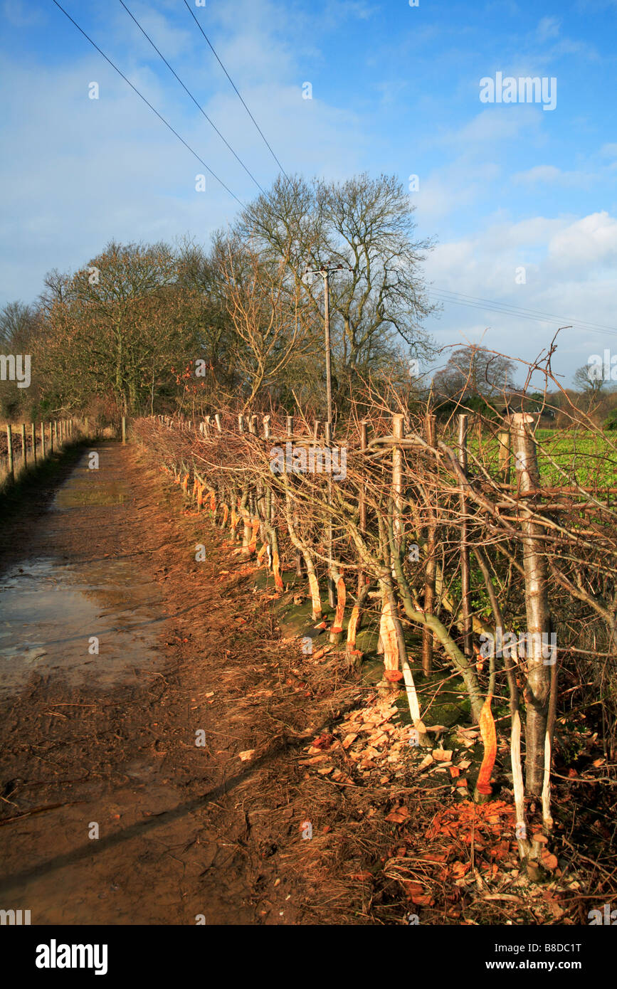 Hedge Laying High Resolution Stock Photography and Images - Alamy