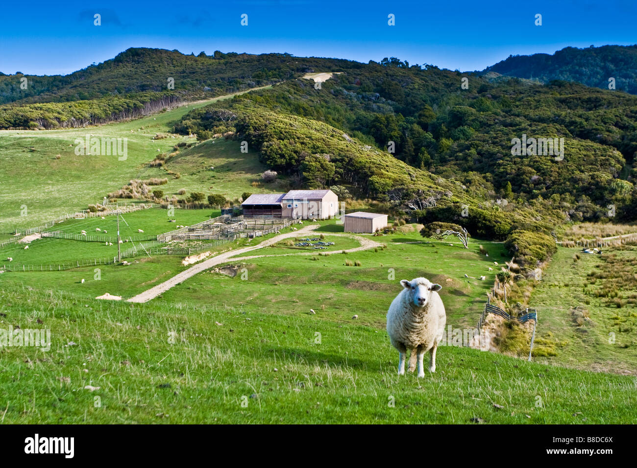 A sheep farm on the North-western tip of South Isalnd, New Zealand ...