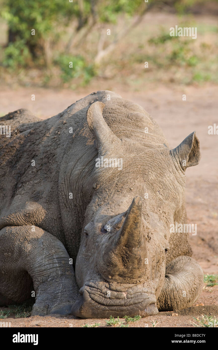 Rhino lying down hi-res stock photography and images - Alamy