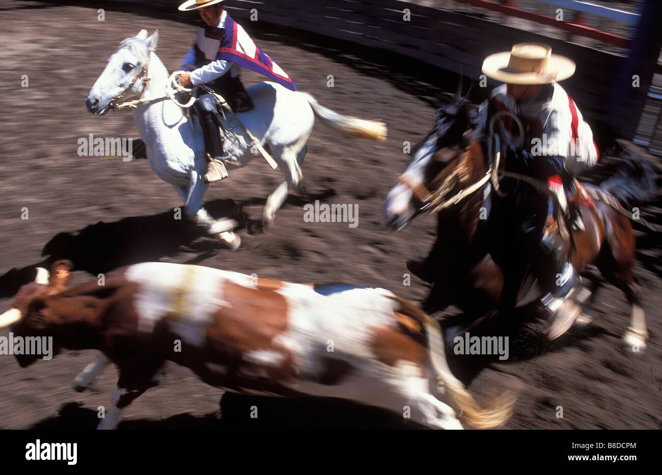 Rodeo bravery hi-res stock photography and images - Alamy