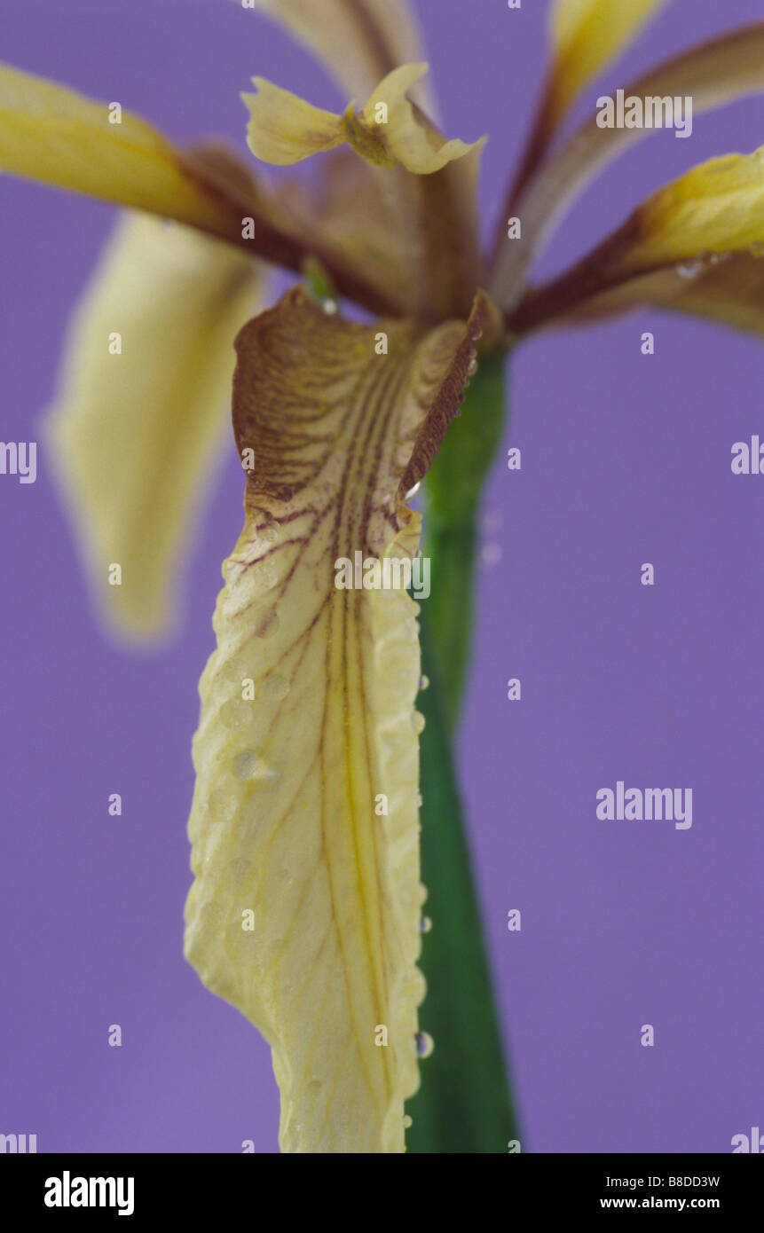 Iris foetidissima var. citrina (Stinking gladwyn, Stinking iris Stock ...