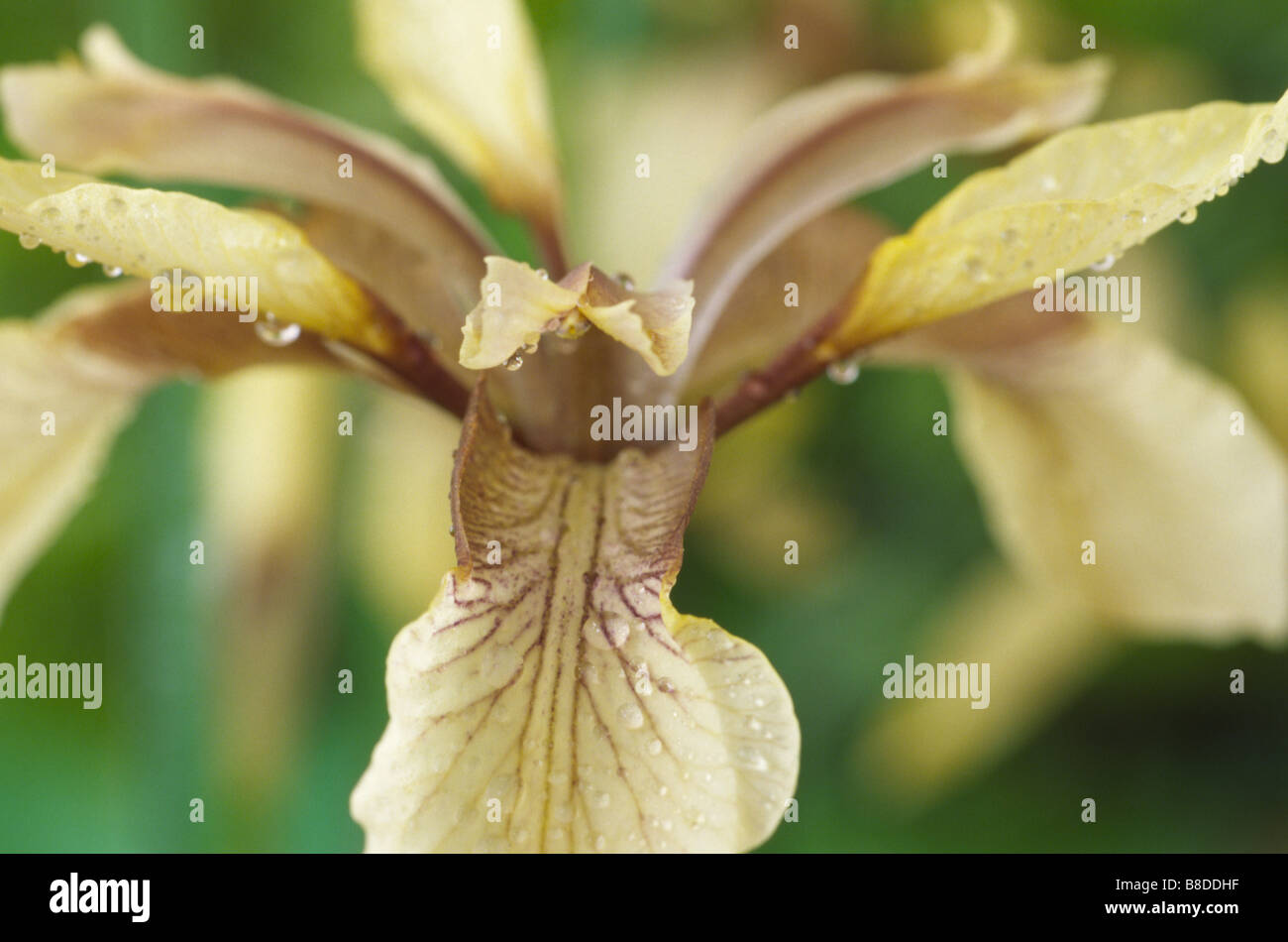 Iris foetidissima var. citrina (Stinking gladwyn, Stinking iris Stock ...