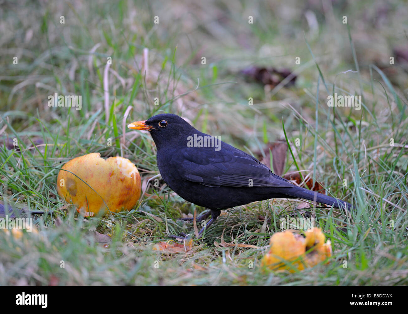 Feed the brds hi-res stock photography and images - Alamy