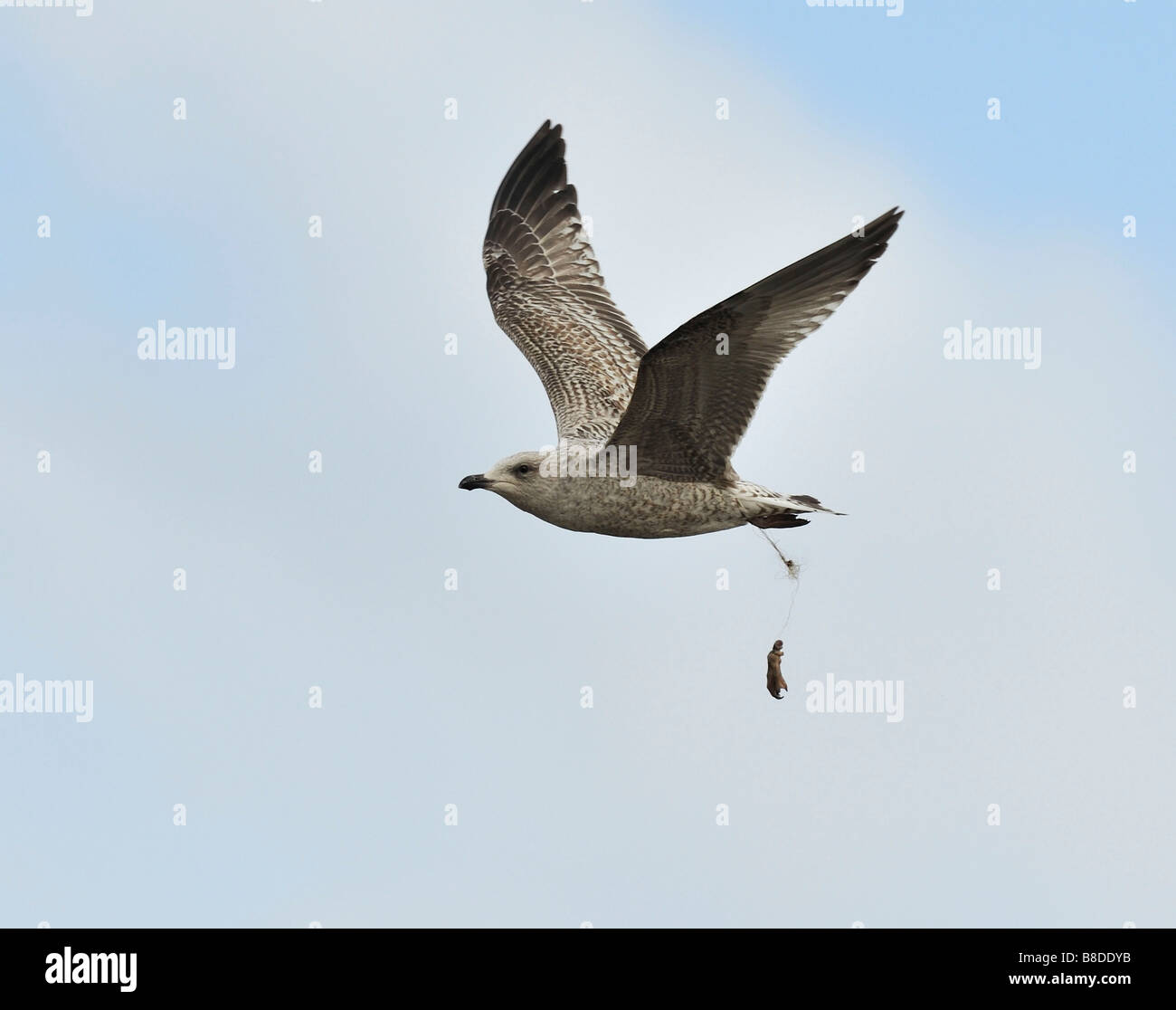 DISCARDED FISHING LINE REMOVES GULL'S LEG Stock Photo - Alamy