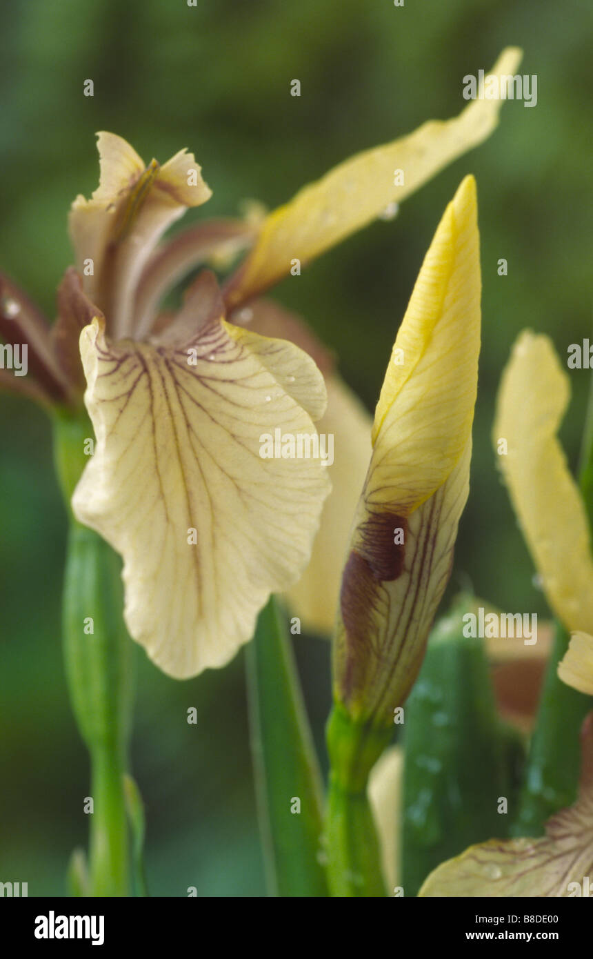 Iris foetidissima var. citrina (Stinking gladwyn, Stinking iris) Closed ...