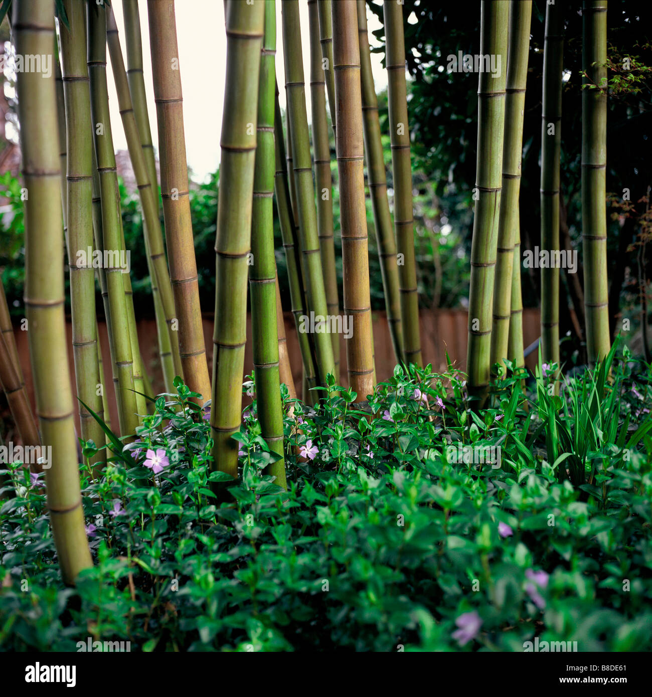 Bamboo Garden with Purple Flowers Stock Photo - Alamy