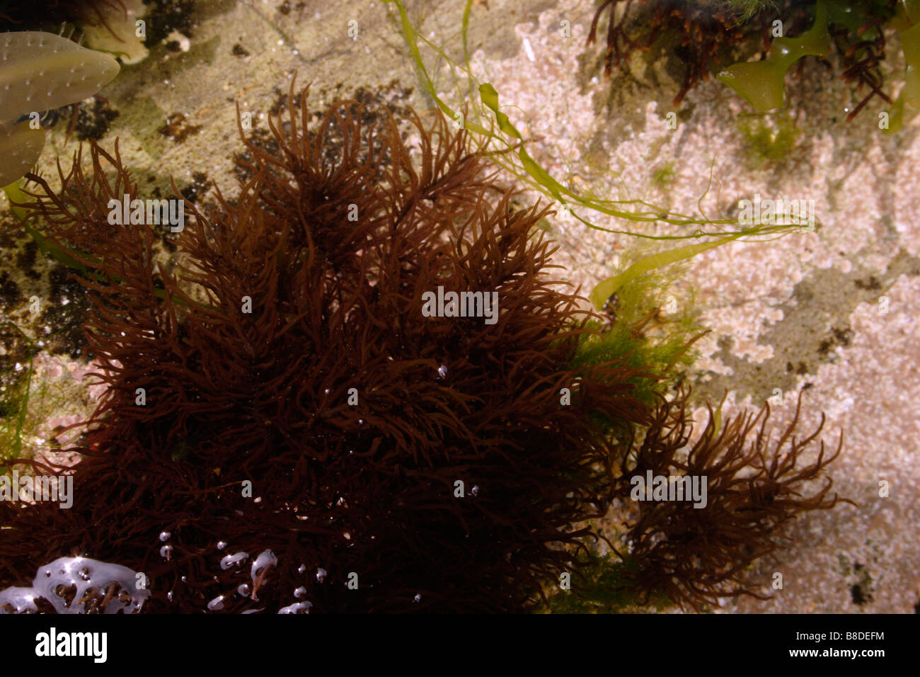 Gelidium hi-res stock photography and images - Alamy