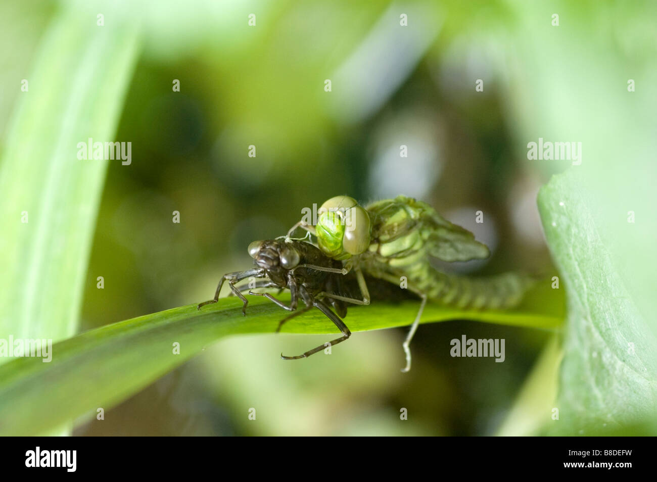Dragonfly Emerging From Nymph