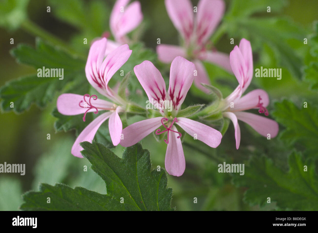 Pelargonium 'Little Gem' (Scented Geranium) Scented-leaved pelargonium ...