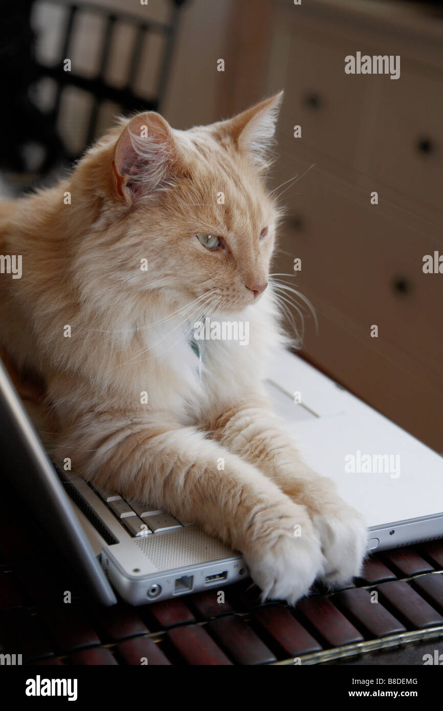 Cat computer sitting humour hi-res stock photography and images - Alamy