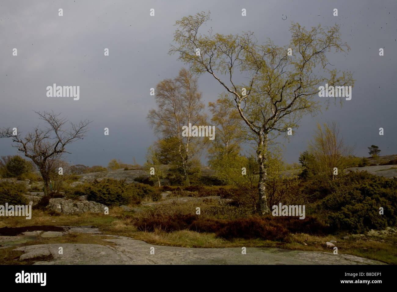Szwedzki hi-res stock photography and images - Alamy