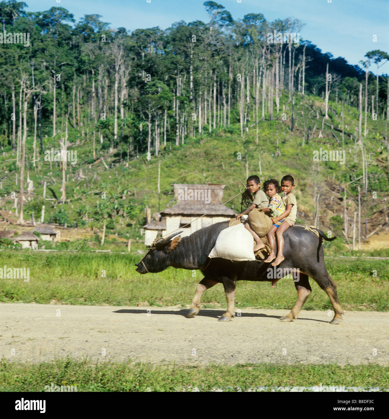 Carabao milk hi-res stock photography and images - Alamy