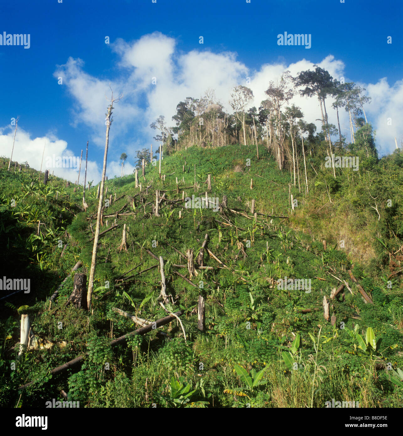 Phillippines,a denuded forest in Mindanao, Between 1990 and 2005, the ...