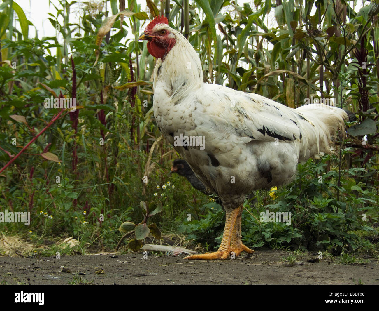 Farm Animals Rooster High Resolution Stock Photography and Images - Alamy