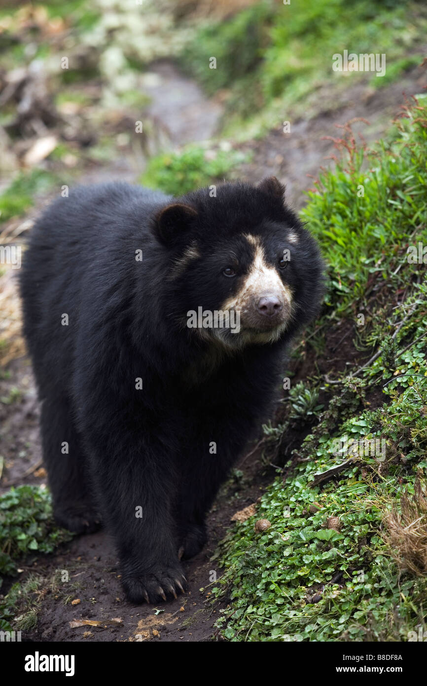 Spectacled Bear Ecuador High Resolution Stock Photography and Images ...