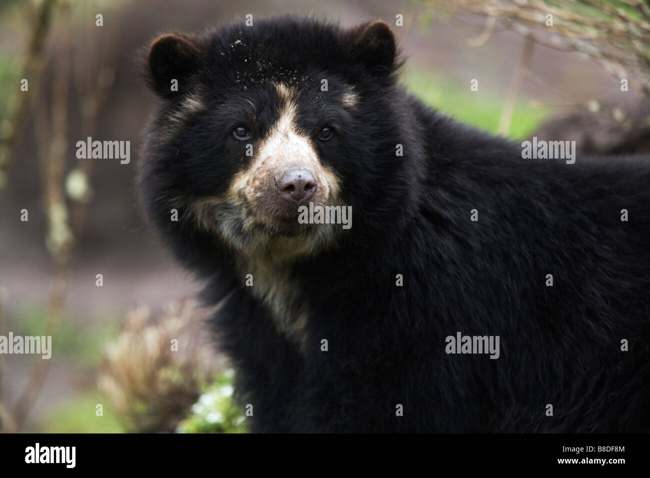Spectacled Bear Ecuador High Resolution Stock Photography and Images ...