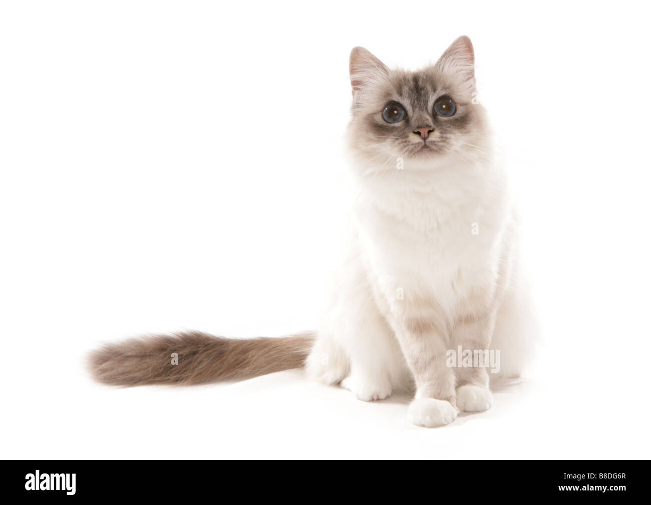 Chocolate birman hi-res stock photography and images - Alamy