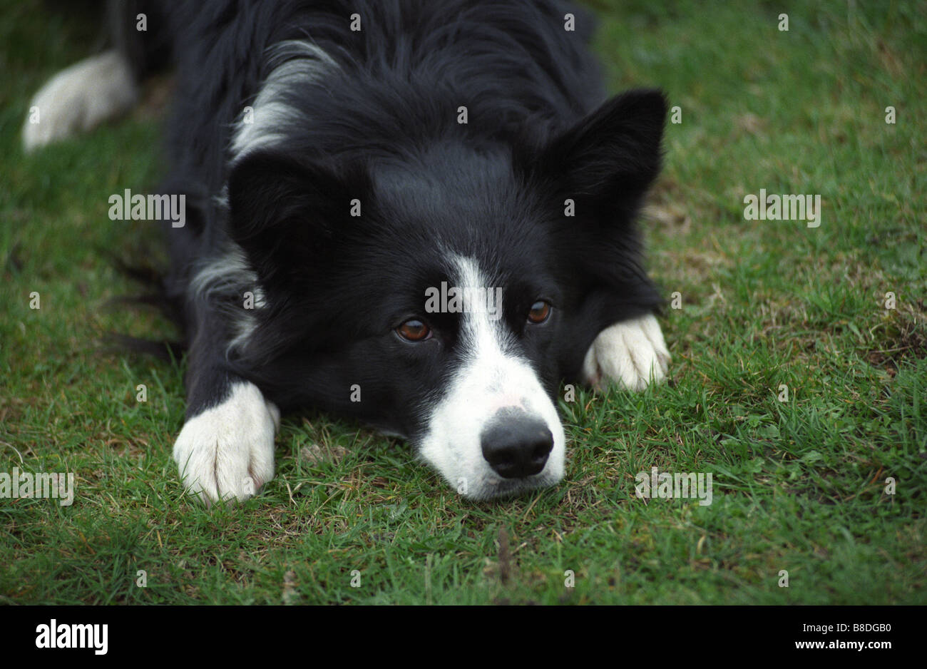 Border Collie lying down Stock Photo - Alamy