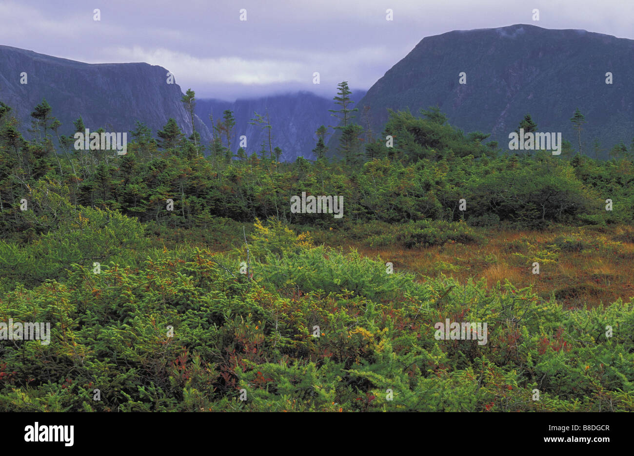 Boreal est sphagnum bog Black spruce, tamarack, mosses, rushes Western ...