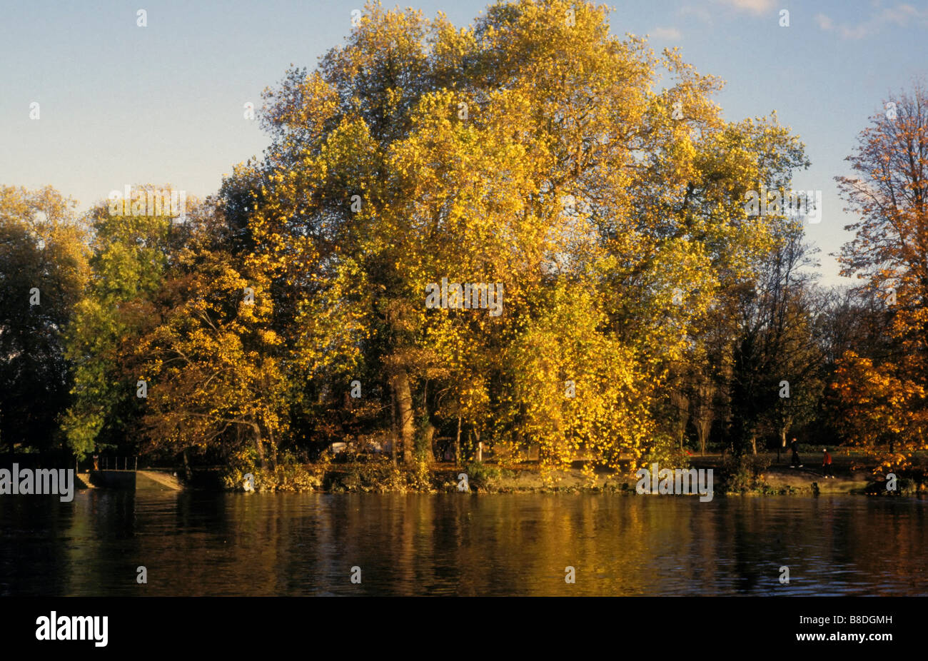 Colourful autumn trees alongside the River Thames between Richmond and ...