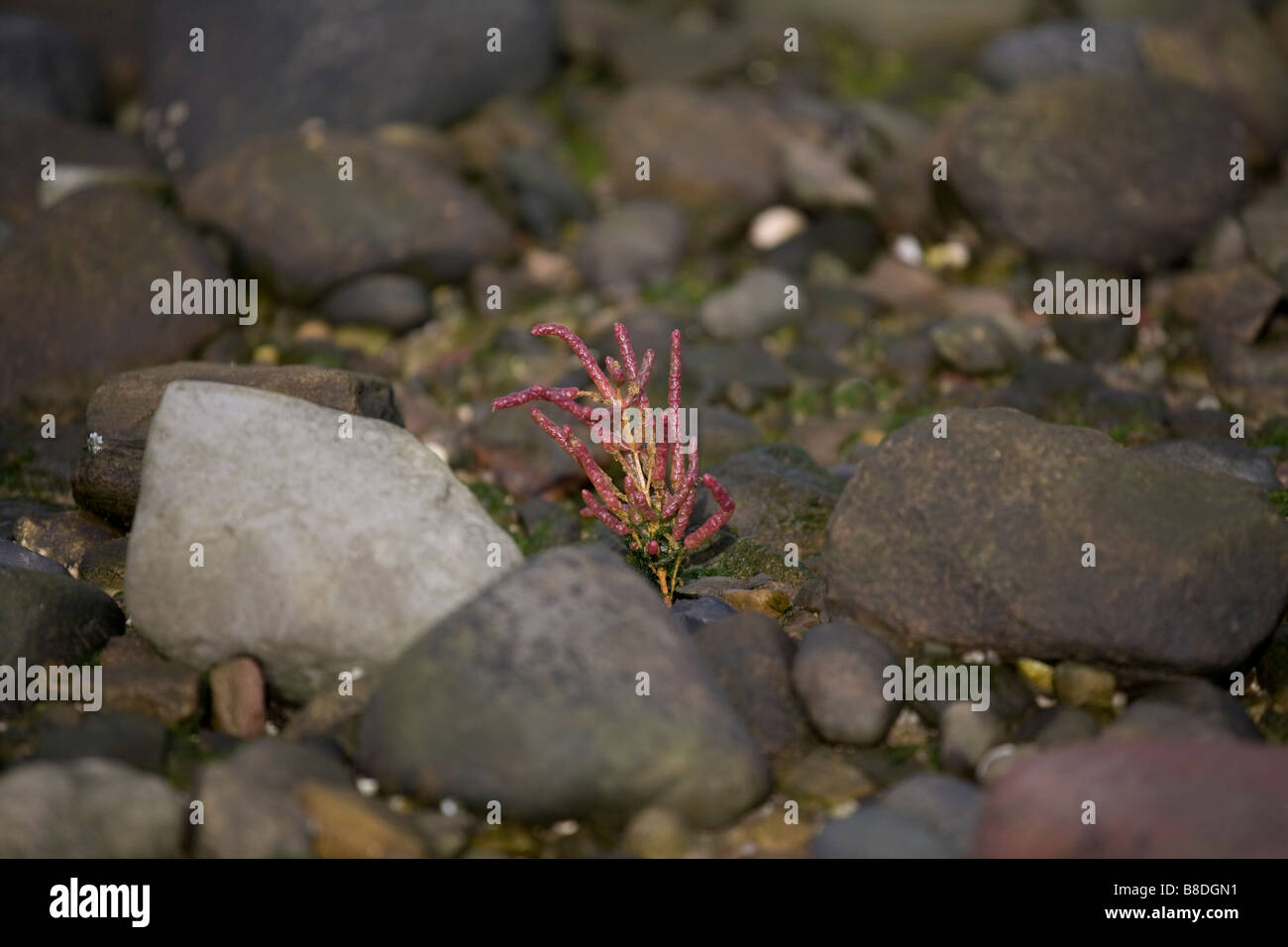 Pickleweed Stock Photos & Pickleweed Stock Images - Alamy