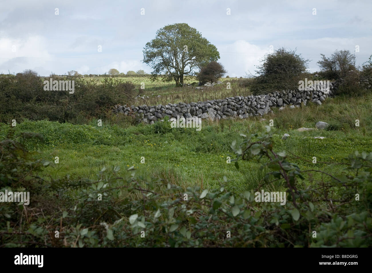 Photograph of a tree with stone walls in the Irish countryside Stock ...