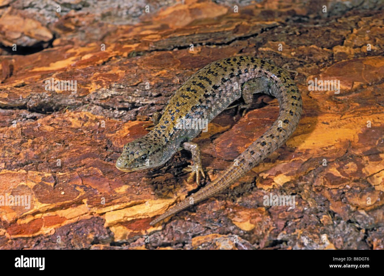 tk0068, Thomas Kitchin; Northern Alligator Lizard, Southern British ...