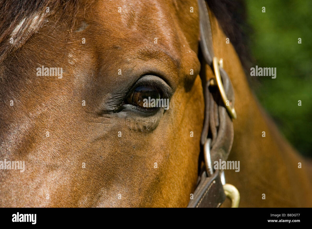 Close up photo of a brown horse's face and eye Stock Photo - Alamy