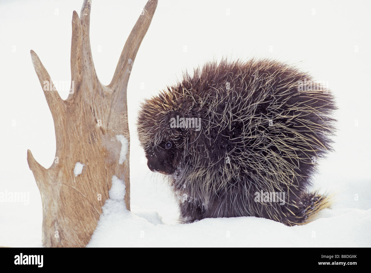tk0074, Thomas Kitchin; Porcupine, moose antler, Winter, Minnesota ...