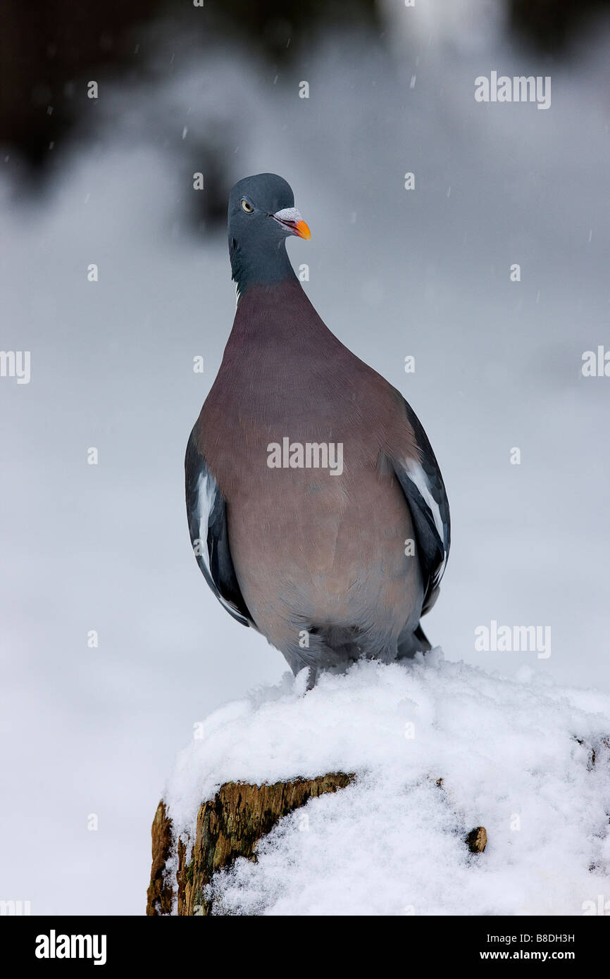 Pigeon in high alert pose Stock Photo - Alamy