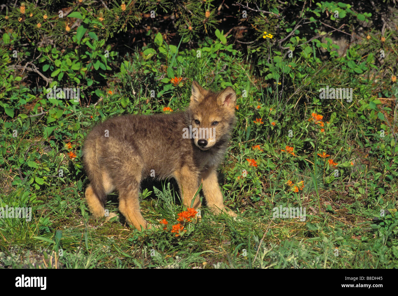 tk0087, Thomas Kitchin; Gray Wolf pup in summer, 4-weeks-old, Rocky ...