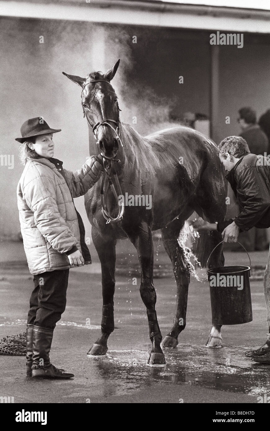 Steaming race horse being washed down after running at Warwick Races ...