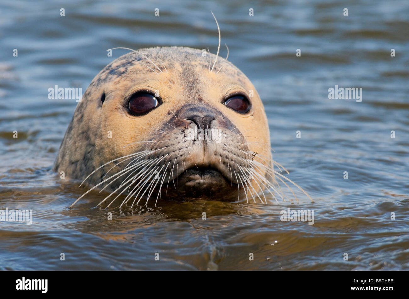 Seehund (Phoca vitulina) - European Common Seal Stock Photo - Alamy